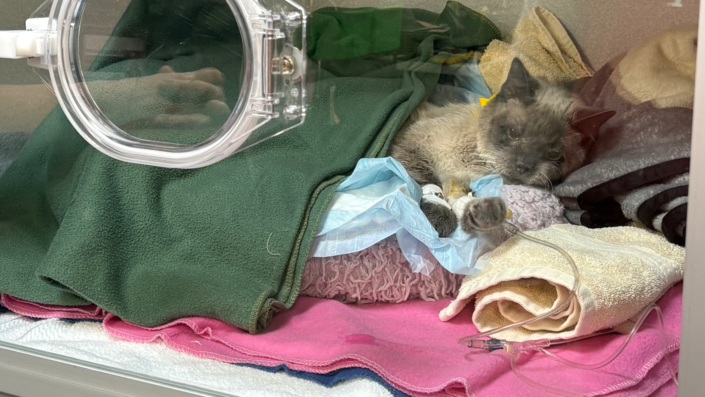 Give A Hand | Bleu’s Emergency Medical Fund