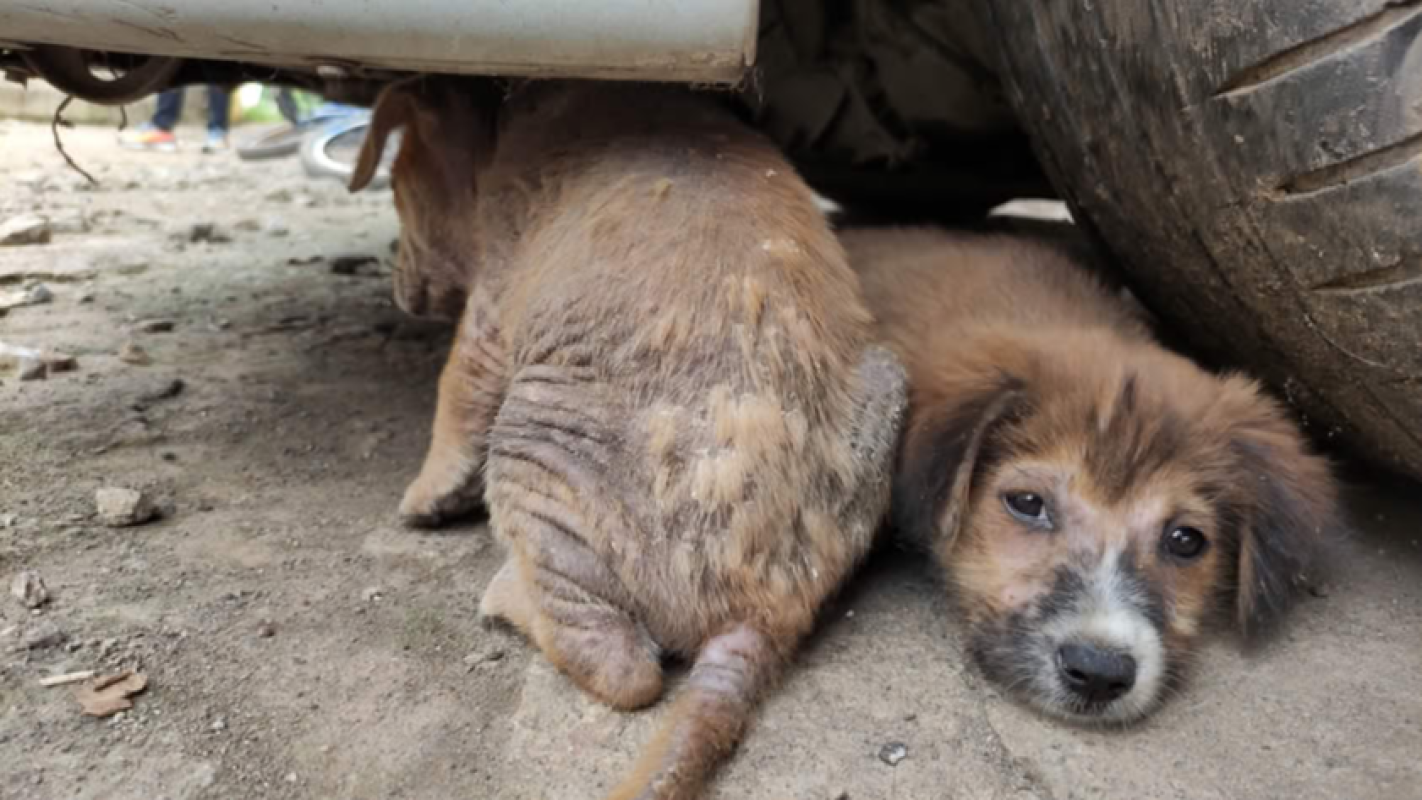 Give A Hand | A Warm Home for Homeless Animals
