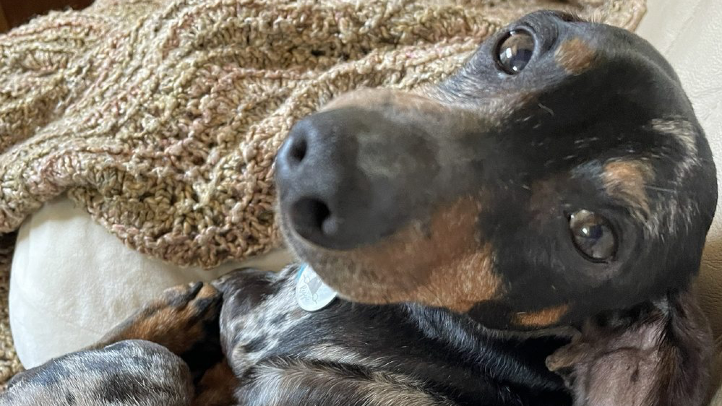 Give A Hand | Helping Reggie walk again