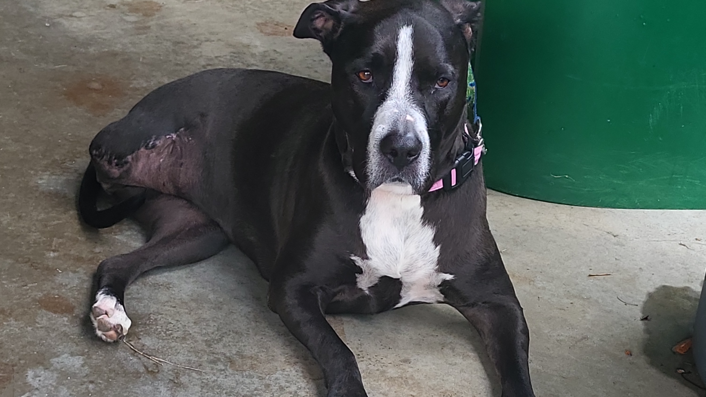 Give A Hand | My dog Khloe